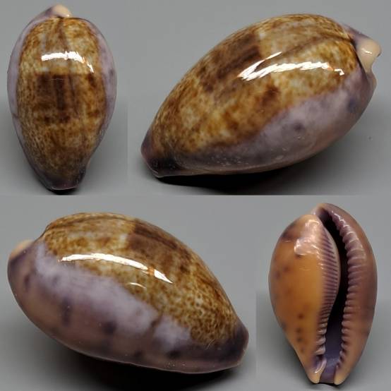 shellauction.net :: Contradusta walkeri - 3697545