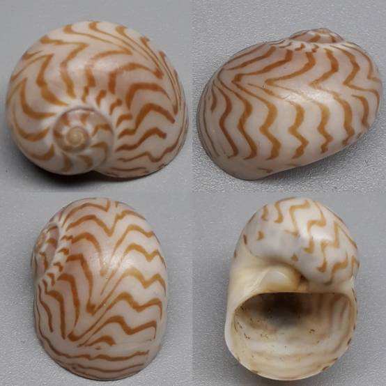 shellauction.net :: Tanea undulata - 3697568