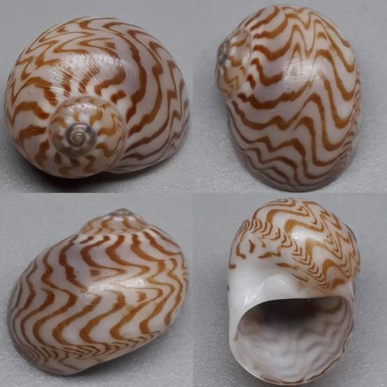 shellauction.net :: Tanea undulata - 3697574