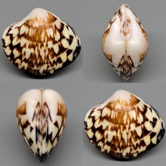 shellauction.net :: Cardita sp. - 3697710