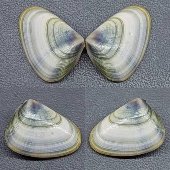 shellauction.net :: Donax faba - 3697897