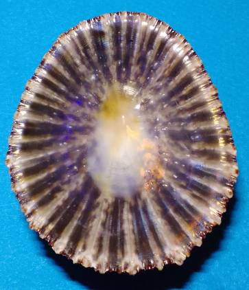 shellauction.net :: Cymbula miniata - 3698064