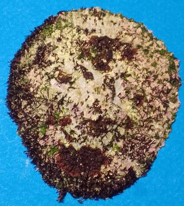 shellauction.net :: Cymbula miniata - 3698082