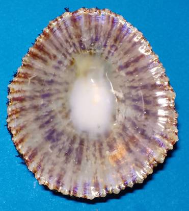 shellauction.net :: Cymbula miniata - 3698082