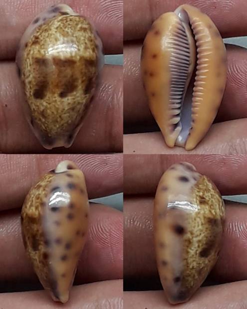 shellauction.net :: Contradusta walkeri - 3698181