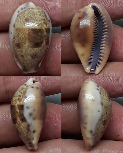 shellauction.net :: Contradusta walkeri - 3698182