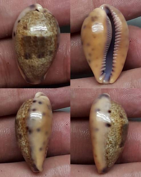 shellauction.net :: Contradusta walkeri - 3698190