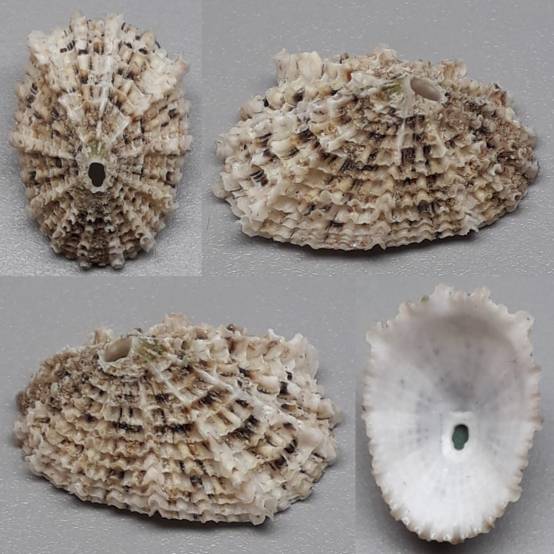 shellauction.net :: Patella sp. - 3698224