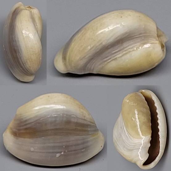 shellauction.net :: Monetaria annulus - 3698255