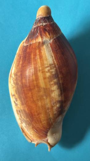 shellauction.net :: Ericusa papillosa - 3698478