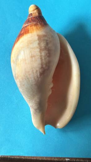 shellauction.net :: Ericusa papillosa - 3698478