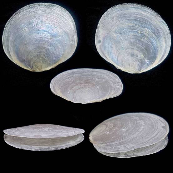 shellauction.net :: Placuna placenta - 3698669