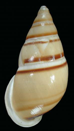 shellauction.net :: Chrysallis virgata - 3698670