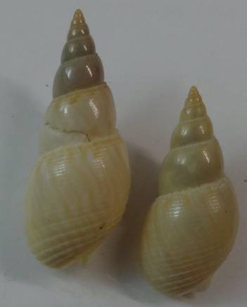 shellauction.net :: Bullia similis - 3698698