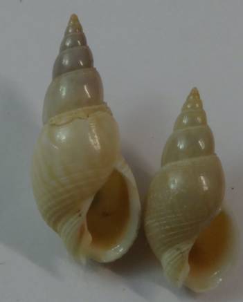 shellauction.net :: Bullia similis - 3698698