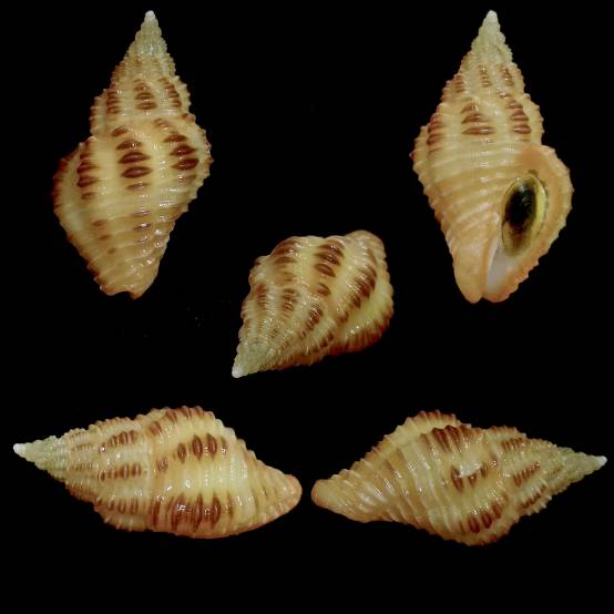 shellauction.net :: Pollia fumosa - 3698798