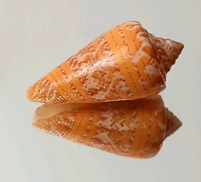 shellauction.net :: Conus cedonulli - 3698802