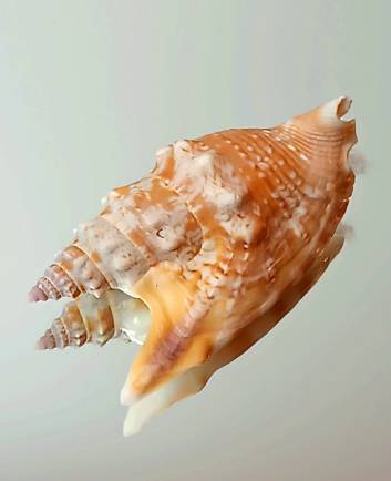 shellauction.net :: Euprotomus vomer - 3698820