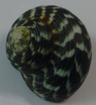 shellauction.net :: Turbo undulatus - 3698895