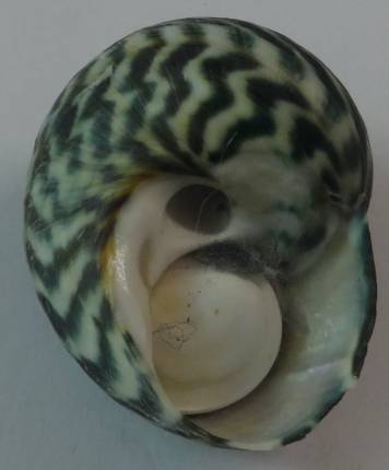 shellauction.net :: Turbo undulatus - 3698895