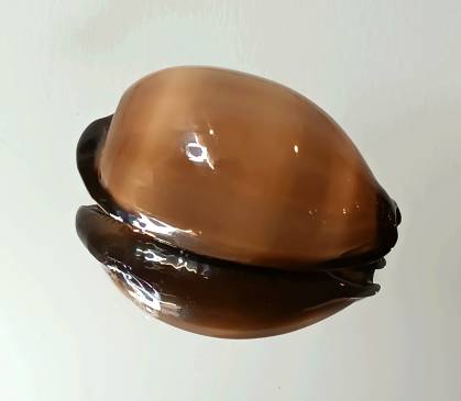 shellauction.net :: Talparia exusta - 3698897