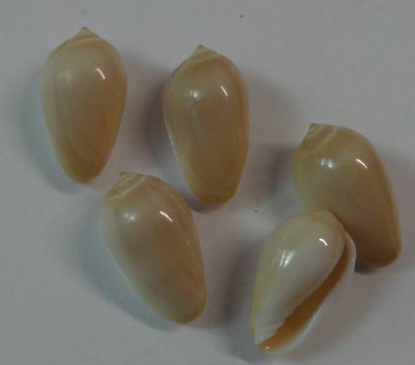 shellauction.net :: Prunum amygdalum - 3698906