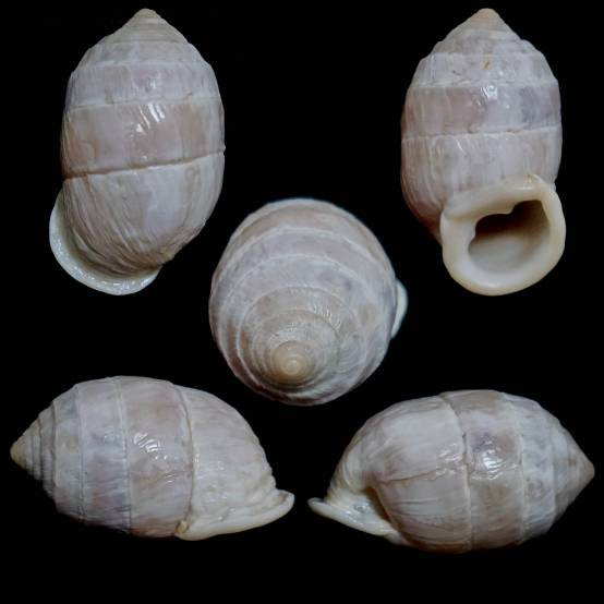 shellauction.net :: Cerion humberti - 3698938