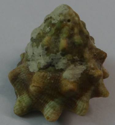 shellauction.net :: Astraea tectum cf - 3699006