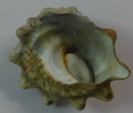 shellauction.net :: Astraea tectum cf - 3699006