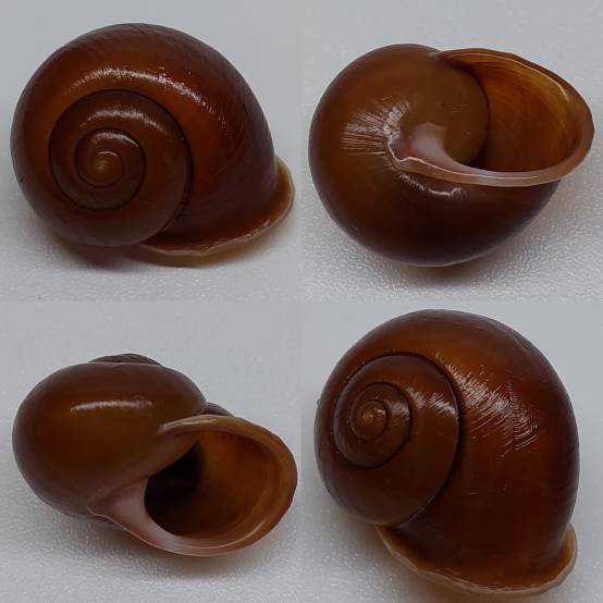 shellauction.net :: Chloritis argillacea - 3699131