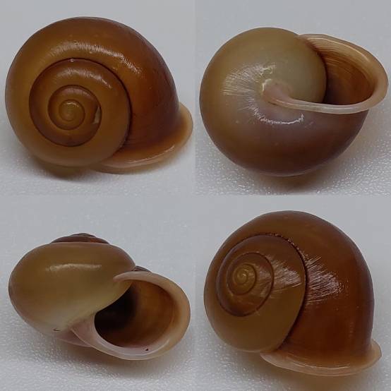 shellauction.net :: Chloritis argillacea - 3699132