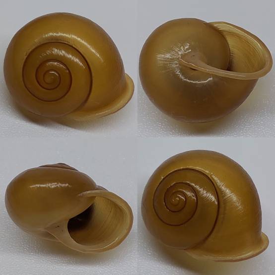 shellauction.net :: Chloritis argillacea - 3699133