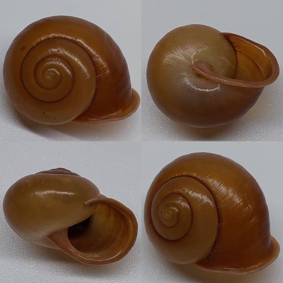 shellauction.net :: Chloritis argillacea - 3699134