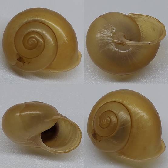 shellauction.net :: Chloritis argillacea - 3699135