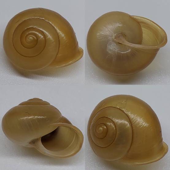 shellauction.net :: Chloritis argillacea - 3699136