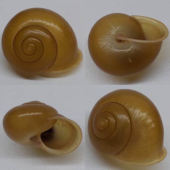 shellauction.net :: Chloritis argillacea - 3699140