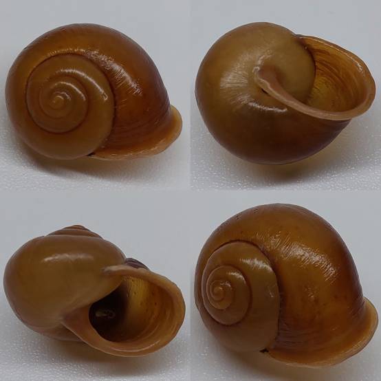 shellauction.net :: Chloritis argillacea - 3699141