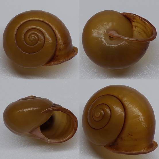 shellauction.net :: Chloritis argillacea - 3699152