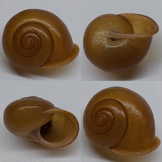 shellauction.net :: Chloritis argillacea - 3699154