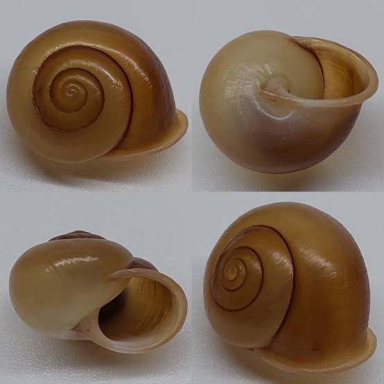 shellauction.net :: Chloritis argillacea - 3699157