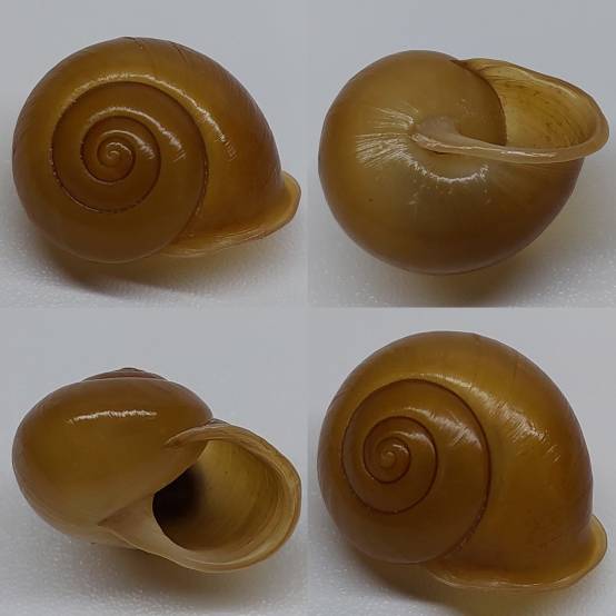 shellauction.net :: Chloritis argillacea - 3699159