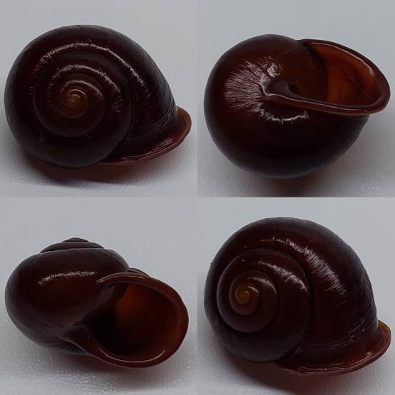 shellauction.net :: Chloritis argillacea - 3699165