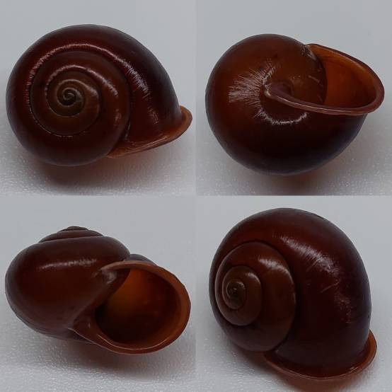 shellauction.net :: Chloritis argillacea - 3699176