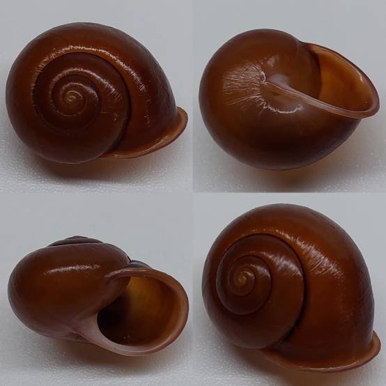 shellauction.net :: Chloritis argillacea - 3699178