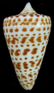 shellauction.net :: Conus spurius atlanticus - 3699289