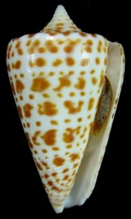 shellauction.net :: Conus spurius atlanticus - 3699289