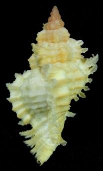 shellauction.net :: Chicoreus rachelcarsonae - 3699308