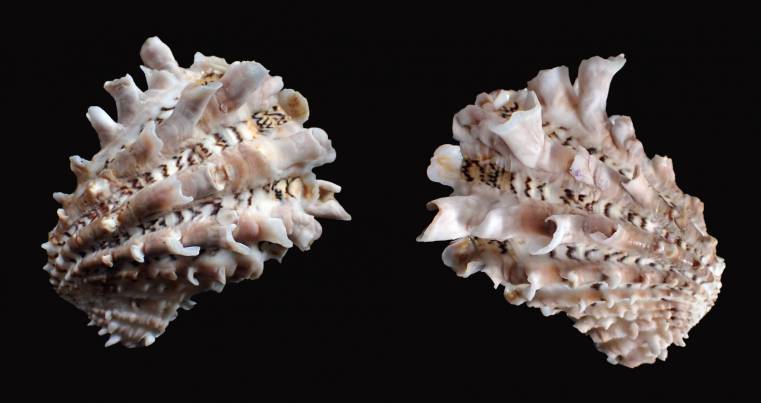 shellauction.net :: Cardita crassicosta - 3699313