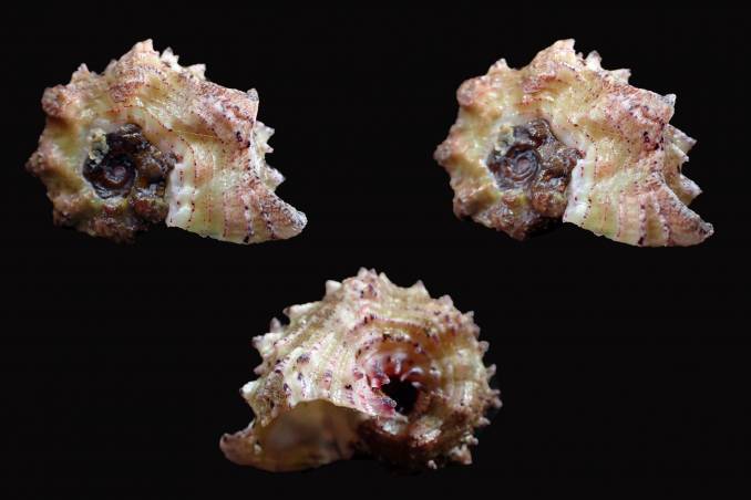 shellauction.net :: Angaria sp. - 3699324