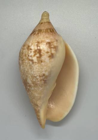 shellauction.net :: Ericusa papillosa - 3699387